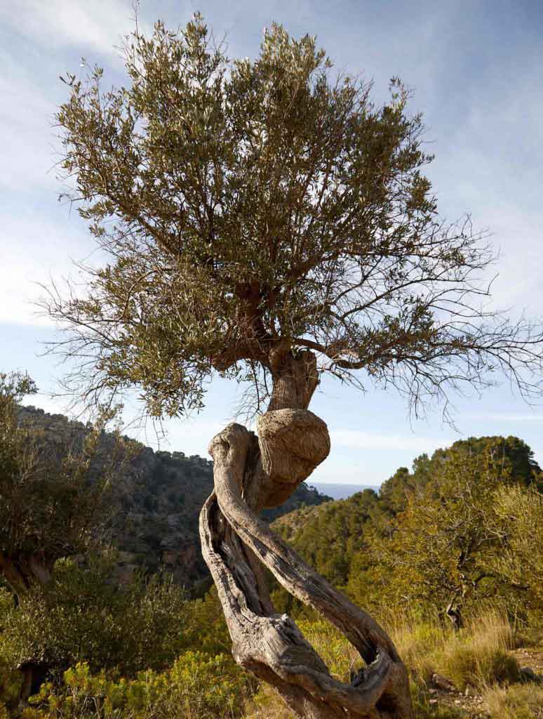 Postcards from the north Mallorca, Spain - OutThere magazine