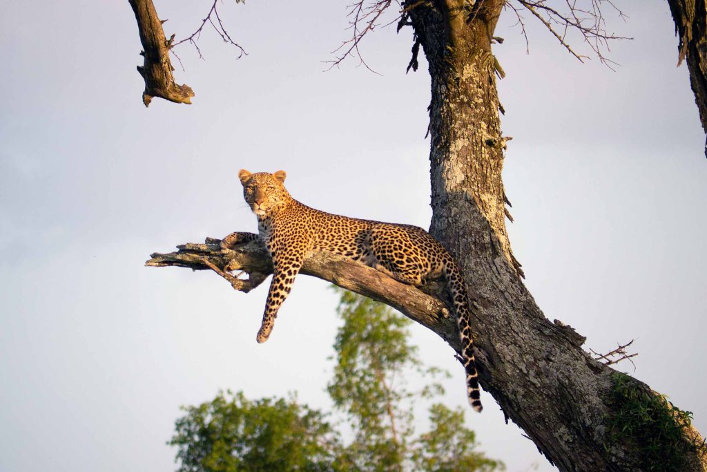 Animal magic Grumeti Game Reserve, Tanzania | OutThere magazine