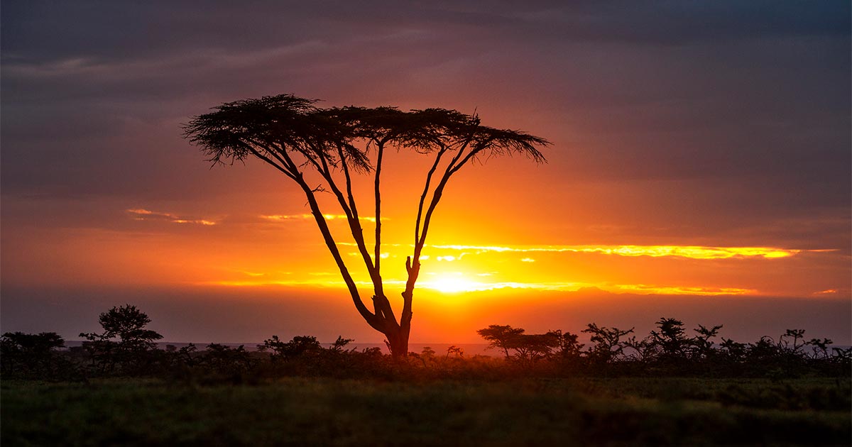 The sun also rises, Ol Pejeta Conservancy and Masai Mara National ...